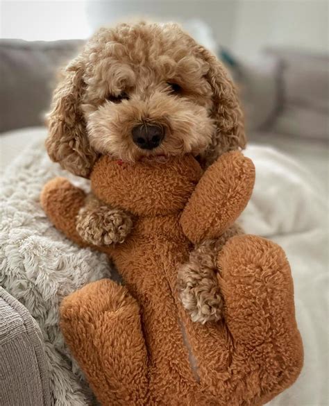 Teddy Bear Cut Cockapoo