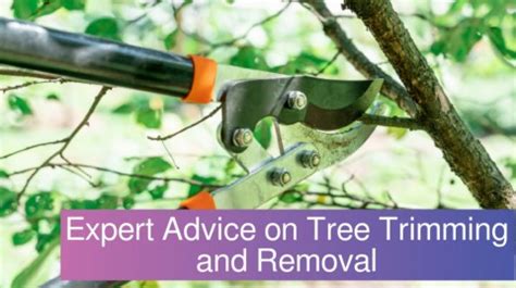 Home Owners Guide To Tree Trimming And Removal