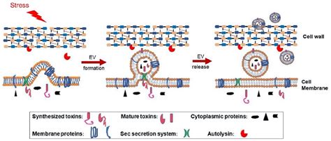 Figure 1 From Staphylococcus Aureus Extracellular Vesicles A Story Of Toxicity And The Stress