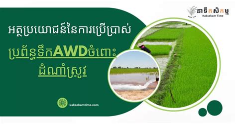 អត្ថប្រយោជន៍នៃការប្រើប្រាស់ប្រព័ន្ធទឹកawdចំពោះដំណាំស្រូវ នាទីកសិកម្ម Kaksekam Time