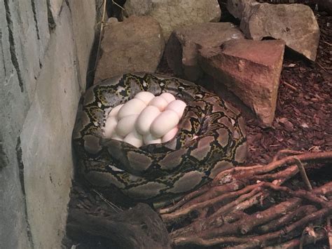 Its Not Everyday You See A Reticulated Python Laying Eggs Crocodiles Of The World