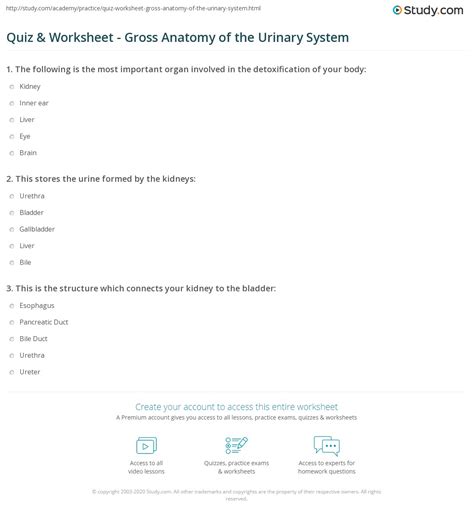 Quiz And Worksheet Gross Anatomy Of The Urinary System