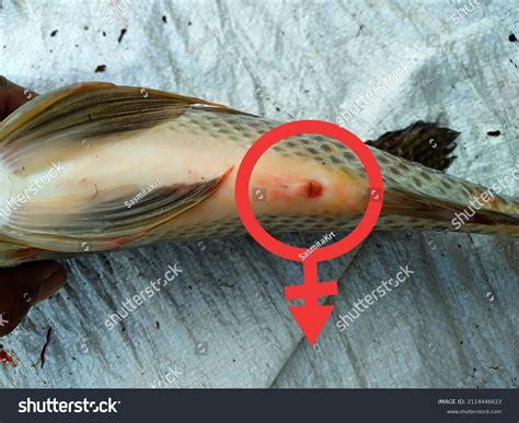 Female Tilapia Genitals Differences Male Female Stockfoto Nu Bewerken