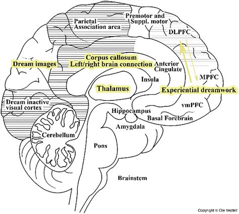 Interactions Between The Cognitivebrain Dlpfc And The Imaginative Download Scientific Diagram