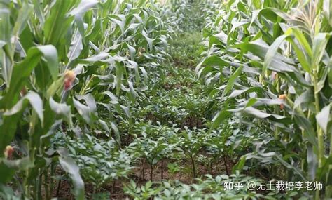12种农业种植套种技巧收入翻倍 知乎
