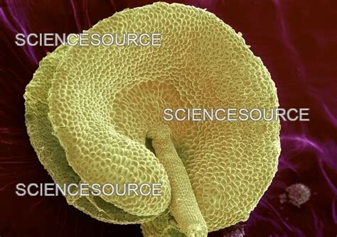 Hibiscus Schizopetalus Anther Under A Stock Image Science Source