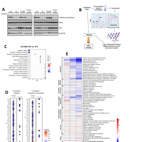 Fig S3 Polysome Profiling And Functional Analysis Of The Download Scientific Diagram