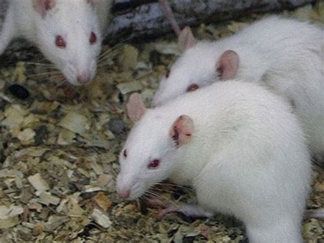 Female Mice Sing Back For Sex