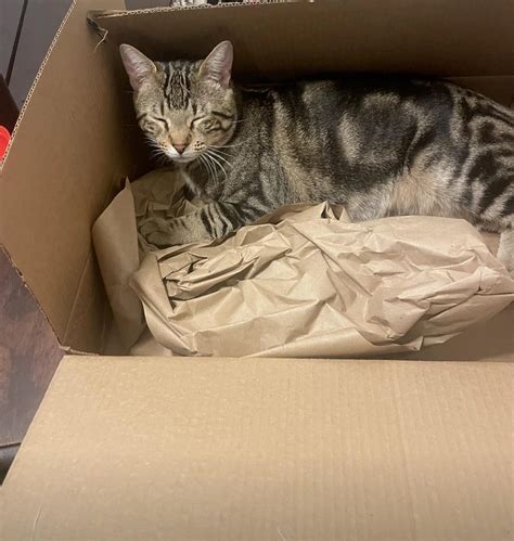 Cant Keep Him Out Of Boxes Scrolller