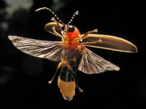 Lightning Bugs Texoma Living Online