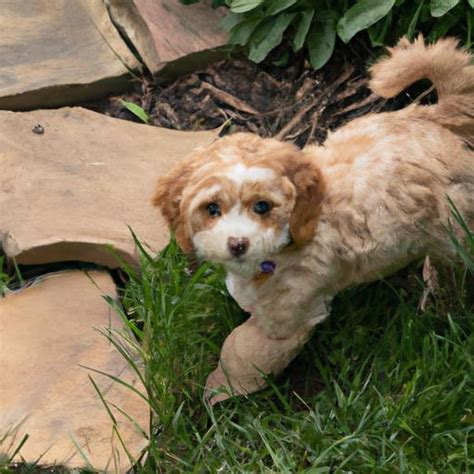 Cavapoo Cavalier King Charles Spaniel Poodle Breeders A Guide To