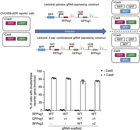 Functional Disruption Of Multiple Genes Using A Crispr Cas9 Based Download Scientific Diagram