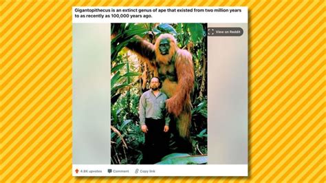 Fact Check Meet Gigantopithecus The Largest Ape Ever Known To Live