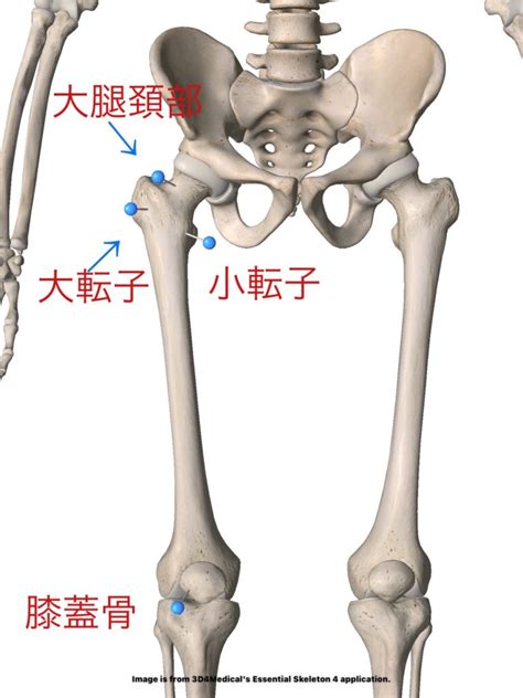 解剖学 ―大腿骨1―長くて大きい骨が持つ特徴 バレエ治療院あんじゅ