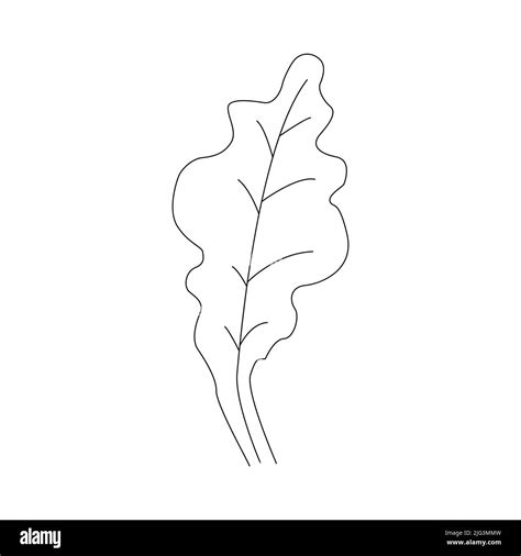 Oak Leaf Drawing Template