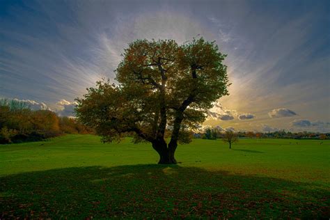Fire Lightning Sex Drinks And Chill Out Tree Lloyds Park Croydon If You Ve Been To Lloyd