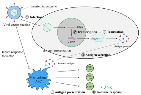 How Is A Viral Vector Vaccine Made At Jamie Inglis Blog