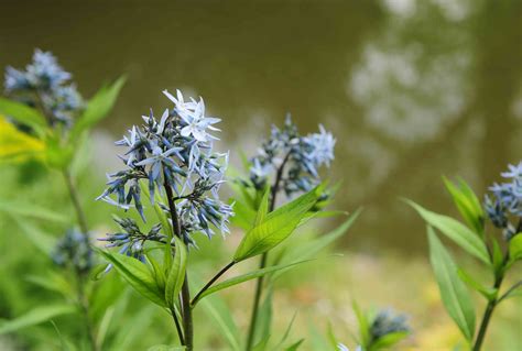 Blue Star Amsonia Plant Care And Growing Guide