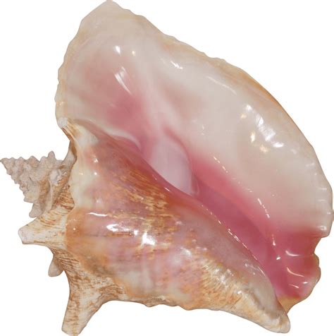Conch Png Images Wallpapers Com