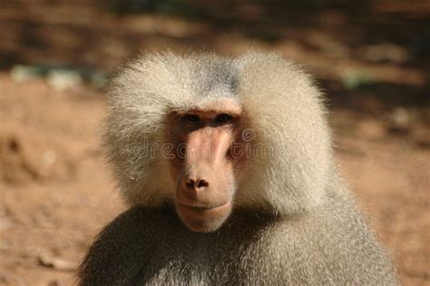 Babuino Imagen De Archivo Imagen De Hocico Adulto Fauna 1348249