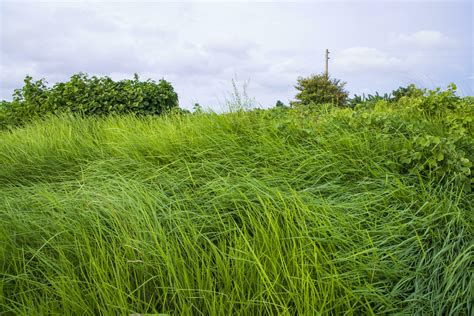 Natural Landscape View Of Green Grass Field With Blue Sky 26837946