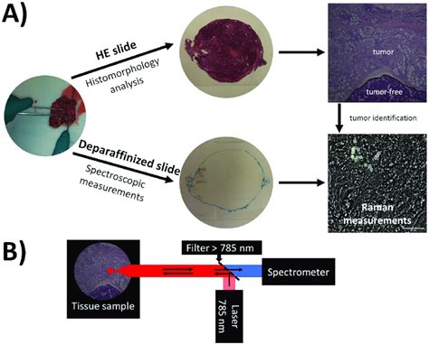 The Workflow Of Raman Measurements And The Raman Spectroscopy Setup A
