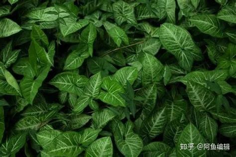 课题编号写在文章的哪个位置 知乎