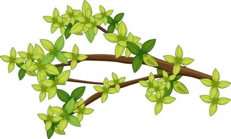 Maple Tree Branch Vector Art Icons And Graphics For Free Download