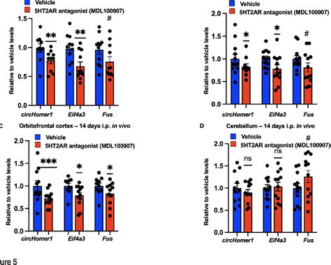 Figure 1 From Regulation Of Neuronal Circhomer1 Biogenesis By Pka Creb Erk Mediated Pathways And