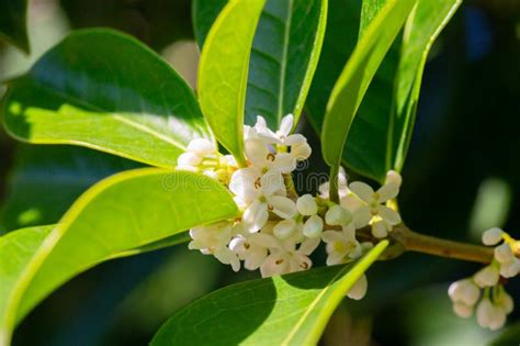 False Holly Osmanthus Heterophyllus Flowers Close Up Oleaceae