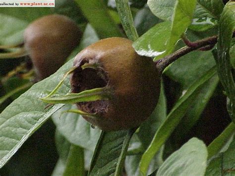 Mespilus germanica 植物图片库 植物通