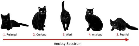 Cat Behaviours Expressed During Arena Trials Were Classified According