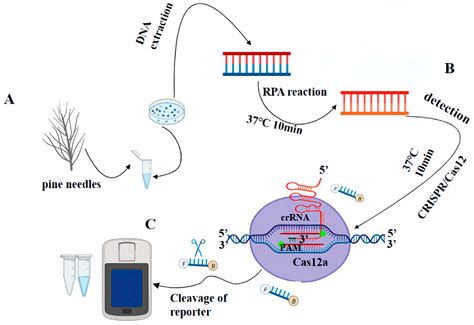 Molecular Detection Of Phytophthora Cinnamomi By Rpa Crisprcas12a Mediated Isothermal Amplification