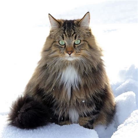 Norveç Orman Kedisi İskandinav Zarafeti