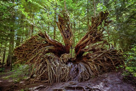 Western Red Cedar Tree Root System Photograph By Panoramic Images Pixels