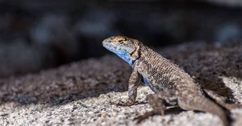 Blue Belly Lizard A Z Animals