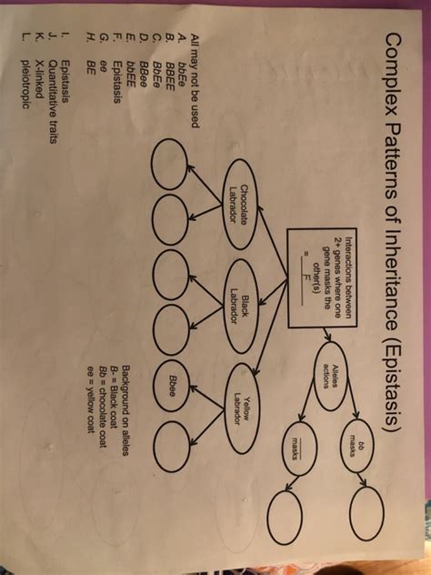 Solved Complex Patterns Of Inheritance Epistasis Bb Masks Chegg