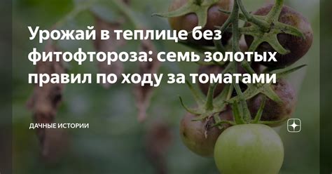 Урожай в теплице без фитофтороза семь золотых правил по ходу за томатами Дачные истории Дзен