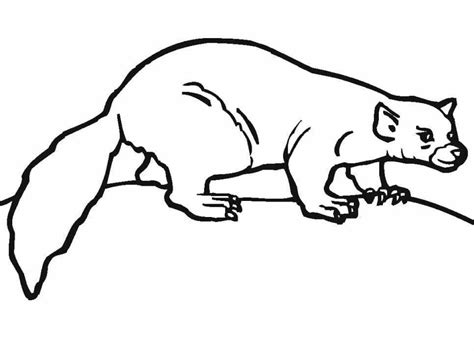 Раскраска Ласка Животное 70 фото