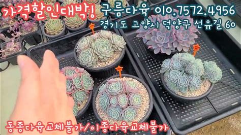 기분좋은 셋트 구성했습니다 죄송해요~ 선착순입니다 그래서 택배가기 어려운 큰 다육이로 준비했습니다 라울 단품도 선착순 분 포함 3만원 구름다육 0107572