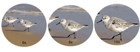 Understanding Magnification Power And Aperture In Binoculars Avian Report