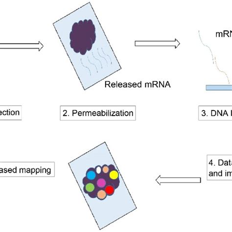 The Basic Procedures Of Spatial Transcriptomics Download Scientific