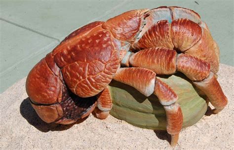 Can You Eat Coconut Crabs Are Coconut Crabs Good To Eat