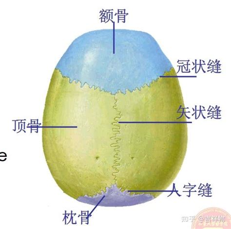 系统解剖学笔记1 颅骨 知乎