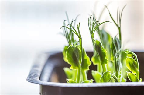 완두콩 마이크로 그린의 클로즈업 성장 완두콩 새싹보기 닫습니다 집에서 씨앗의 발아 비건 과 건강한 식사 개념 발아 씨앗 마이크로 그린 건강관리와 의술에 대한 스톡 사진 및