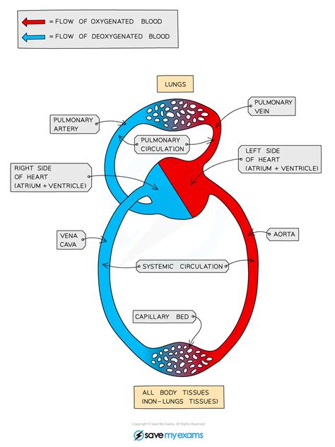 Circulatory System 1 Year 9 Pdf Download