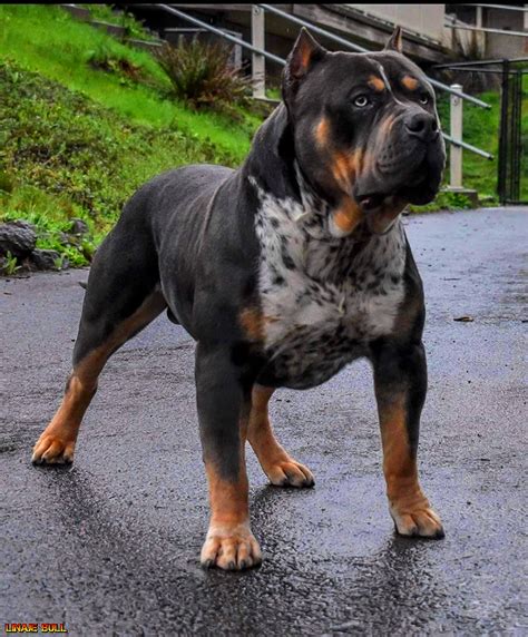 Mezcla De Rottweiler Y Bully Americano Rottweiler Aleman Padres Puros