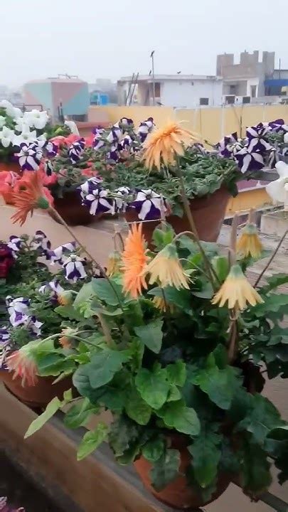 ছাদ বাগানে নানান ফুল Flowers Garden Youtube