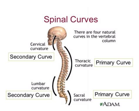 7 Vertebral Column Flashcards Quizlet