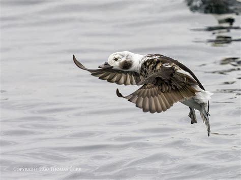 Using Bird Detection Ai Small Sensor Photography By Thomas Stirr